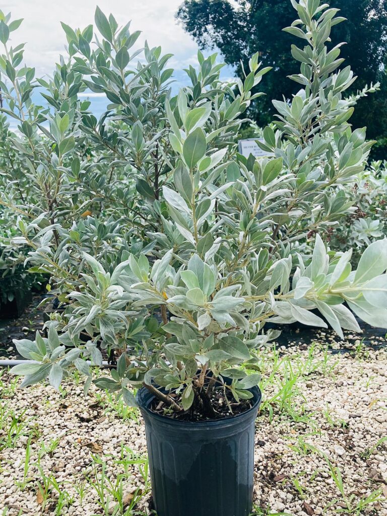 Plants & Trees | Nature's Way Ltd.