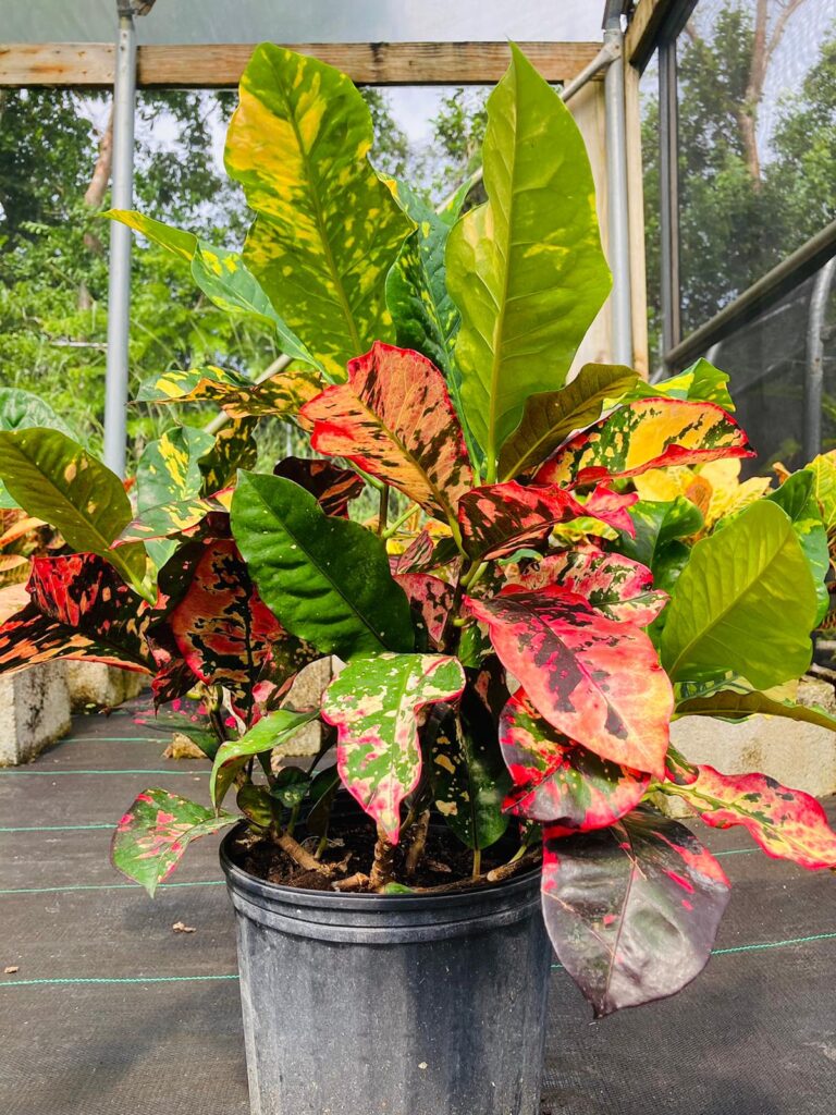 Plants & Trees | Nature's Way Ltd.