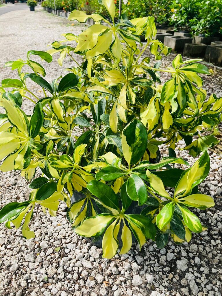 Plants & Trees | Nature's Way Ltd.