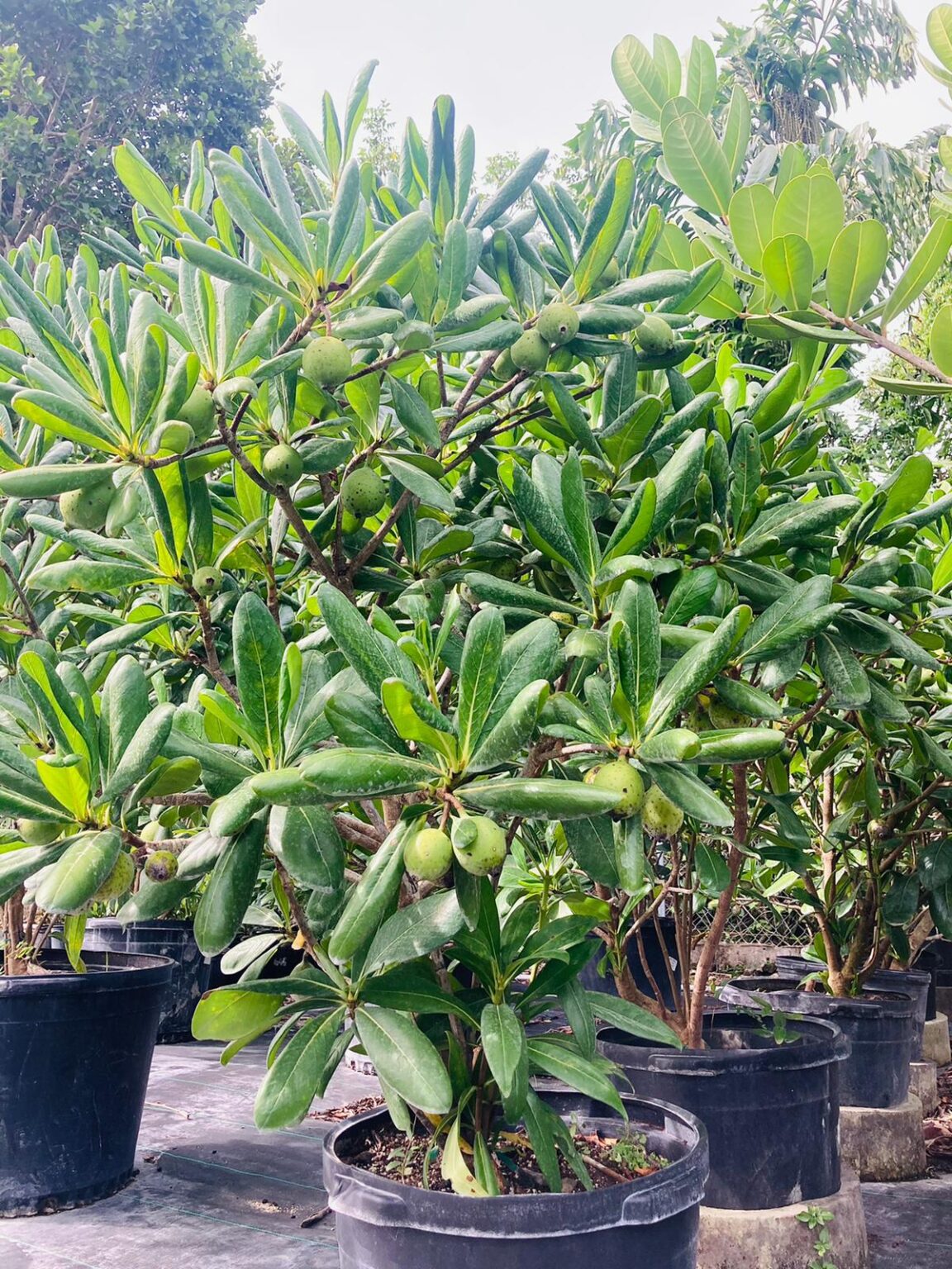 Plants & Trees | Nature's Way Ltd.